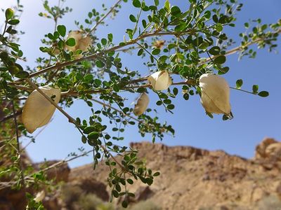 נחל קרקש – iNature